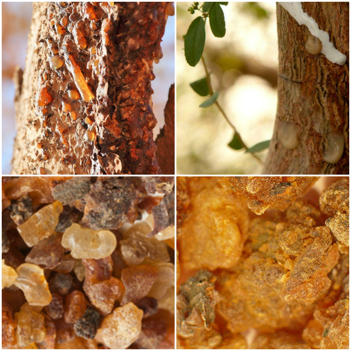 Stacte: An Ancient Aroma Rediscovered