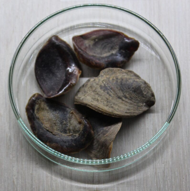 Tracing the Meaning of Onycha